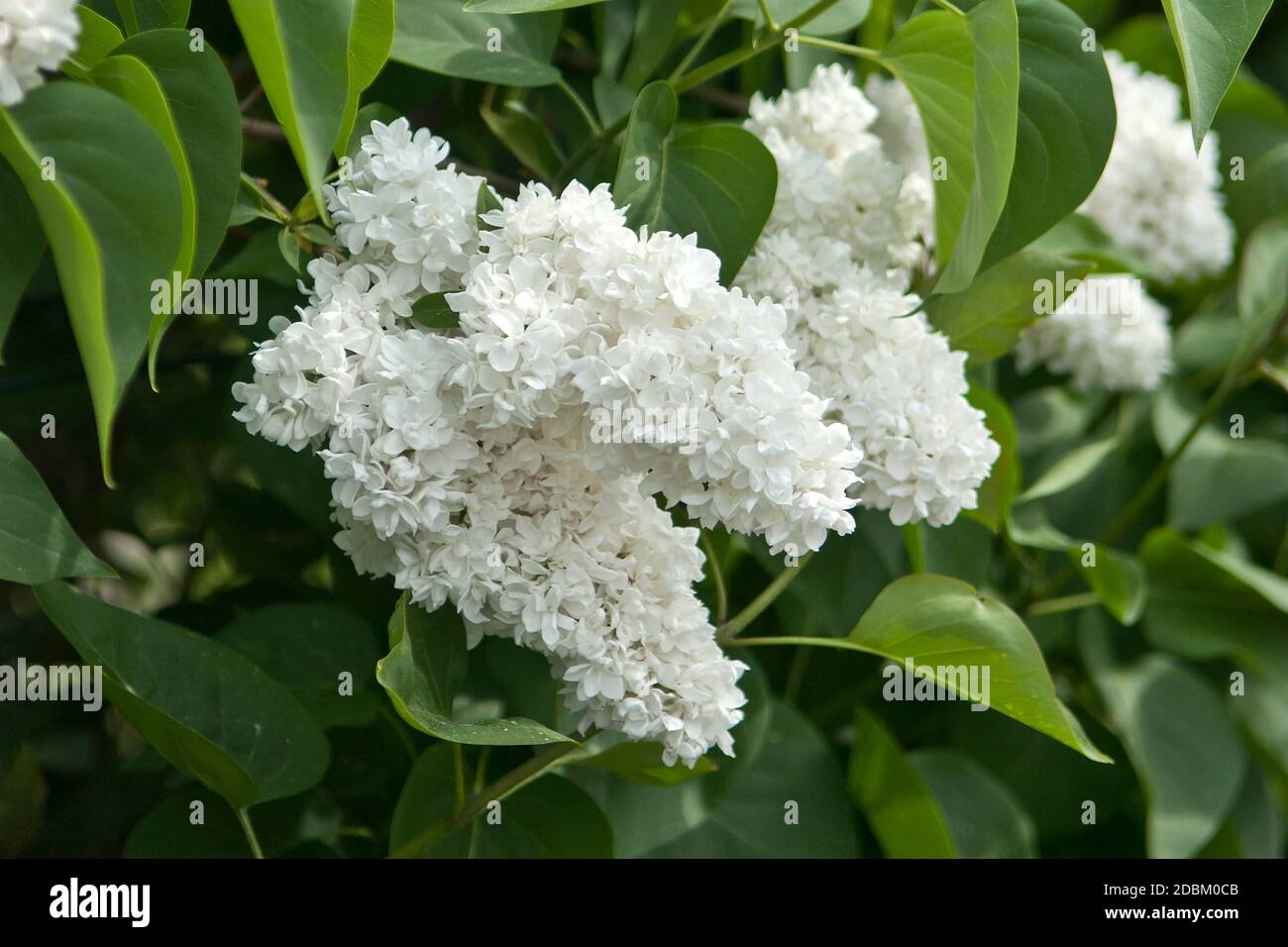 Syringa vulgaris mme florent stepman hi-res stock photography and ...