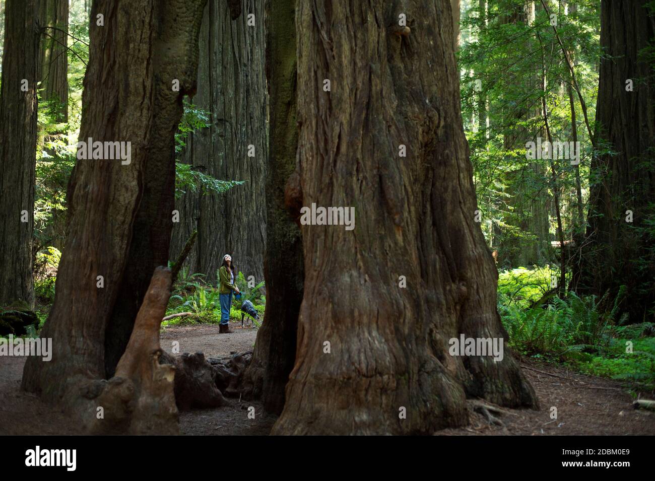 California redwood tree woman hi-res stock photography and images - Alamy