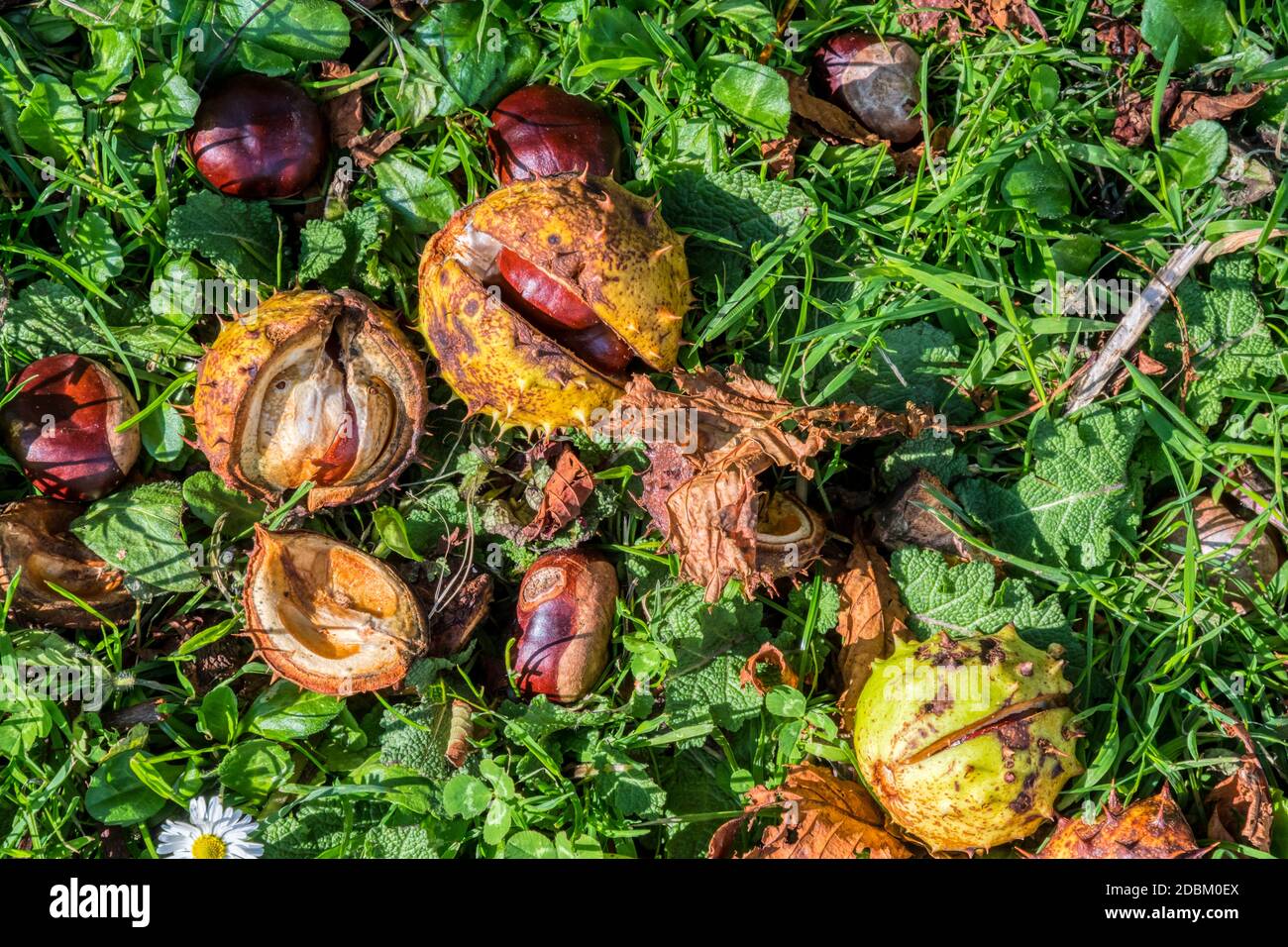 Conkers hi-res stock photography and images - Alamy