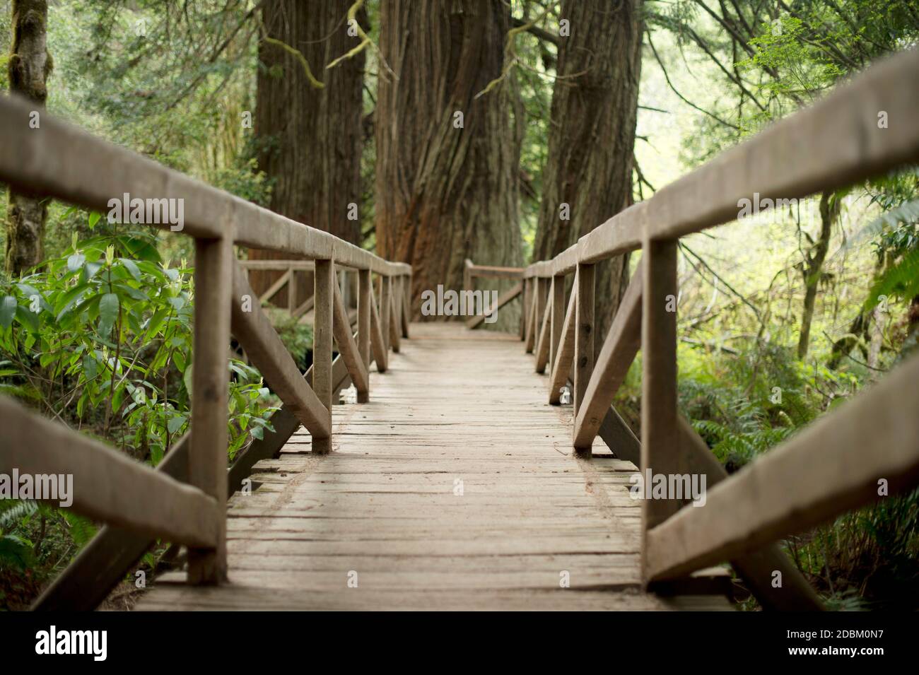 Wooden footbridge in redwood forest, Redwoods, California, USA Stock ...