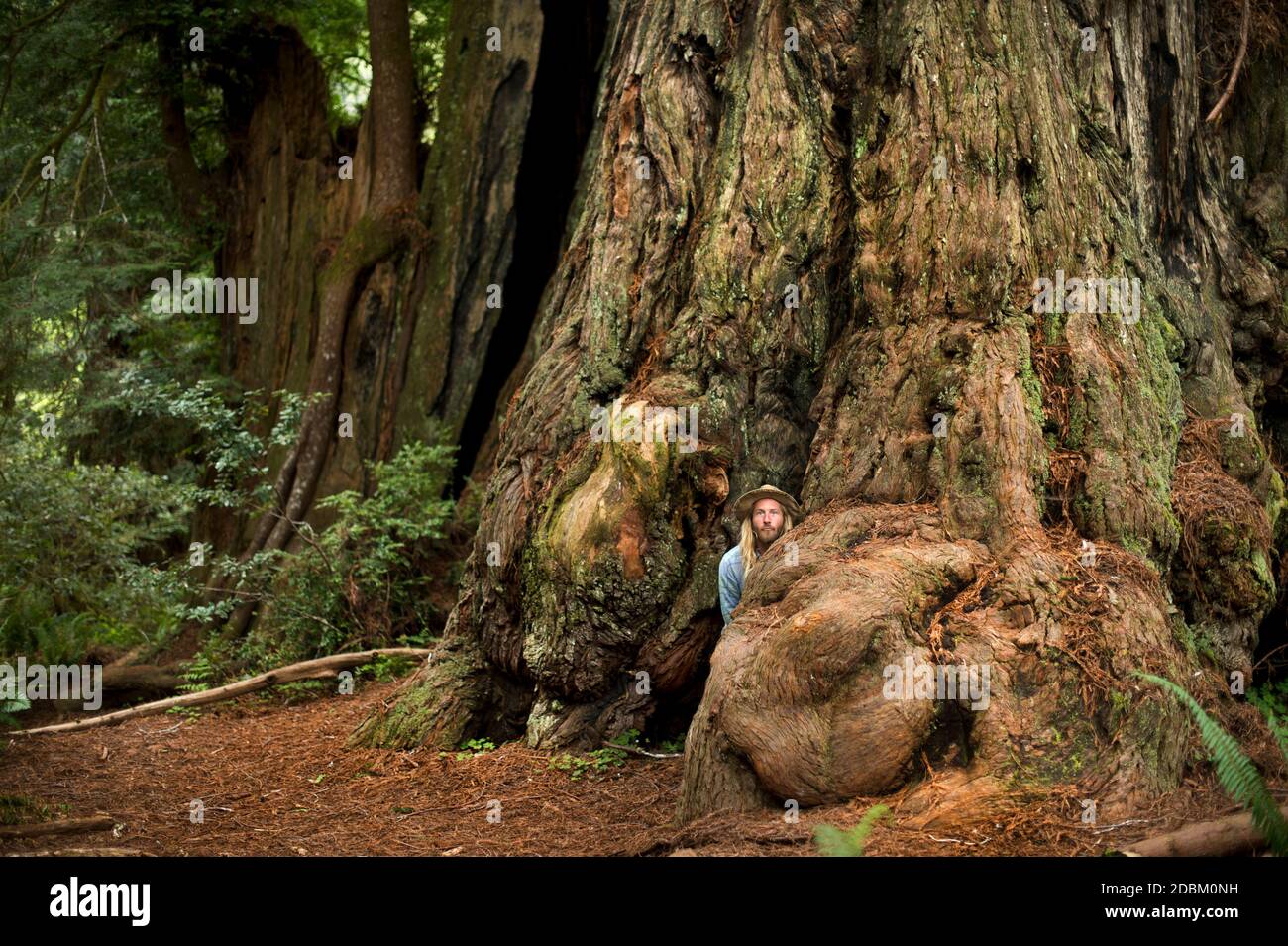 Man peeking from behind root of redwood tree, Redwoods, California, USA ...