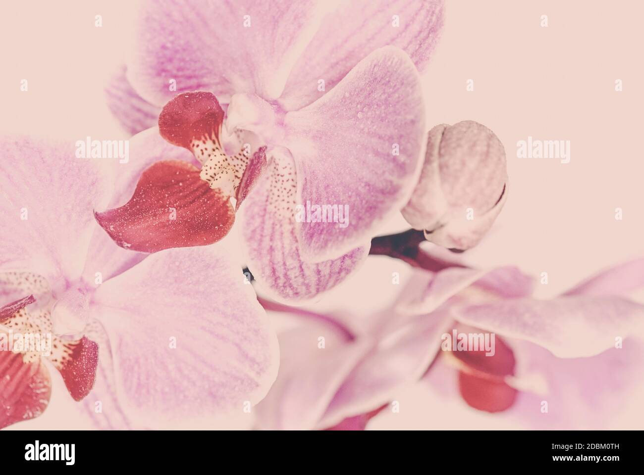 Matte style hi-res stock photography and images - Alamy
