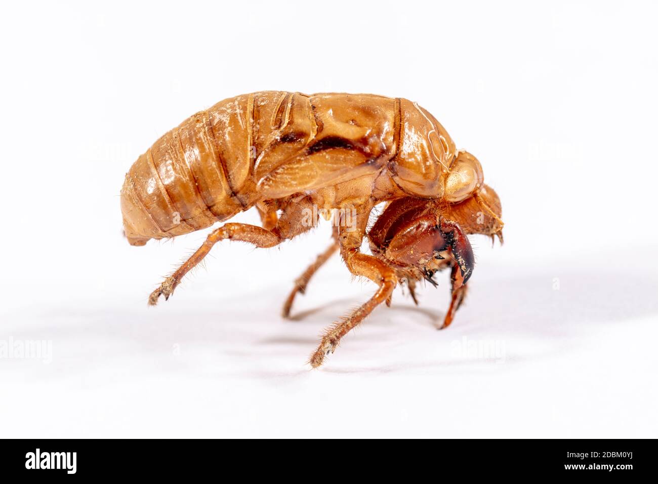 Close up view of a brown dead Cicada on a white background Stock Photo ...