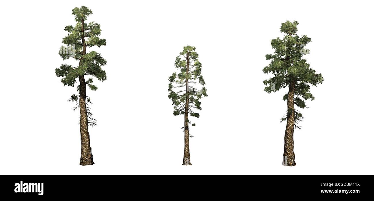 Set of conifer trees - Douglas Fir - isolated on a white background ...