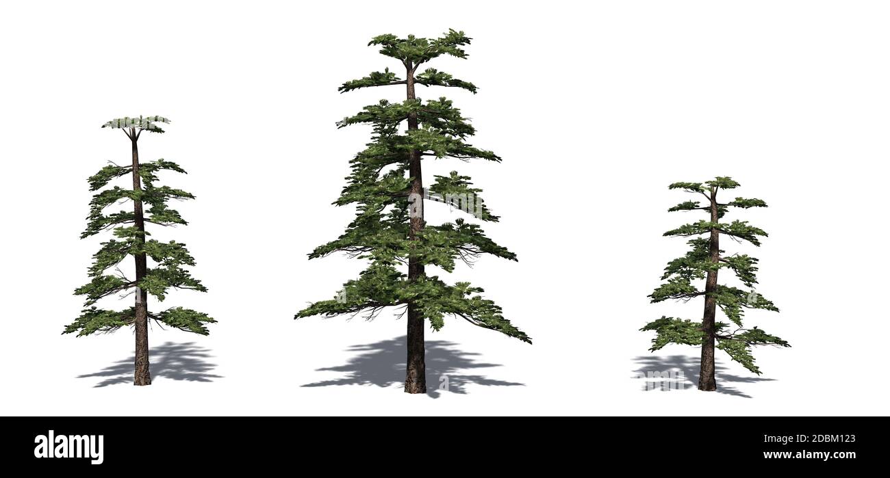 Set of conifer trees - Huangshan Pine - isolated on a white background ...