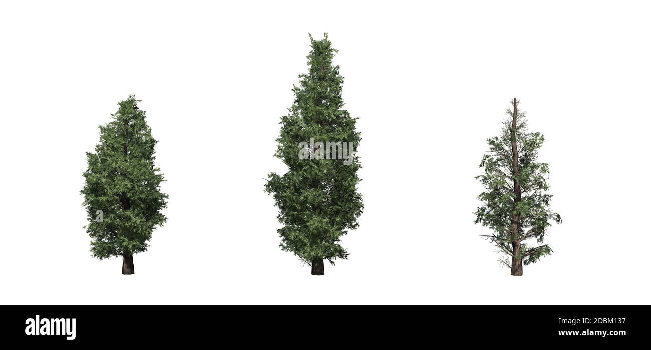 Set of conifer trees - Eastern Red Cedar - isolated on a white ...