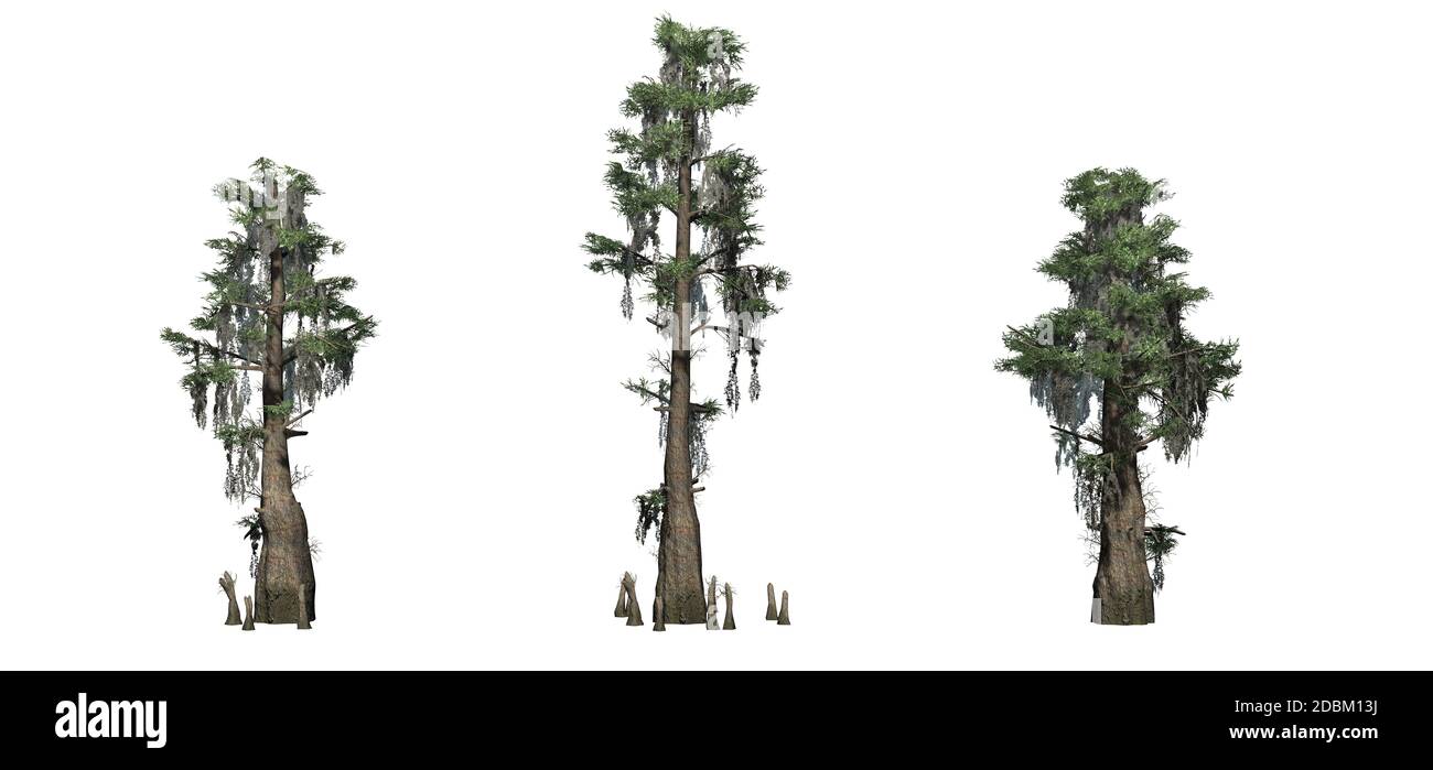 Bald cypress trees Cut Out Stock Images & Pictures - Alamy