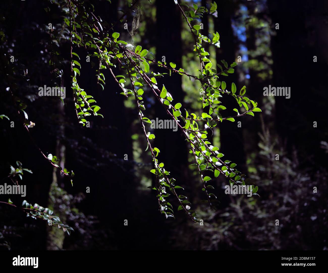 Sunlight passed through and reflected on the green leaves in a forest ...