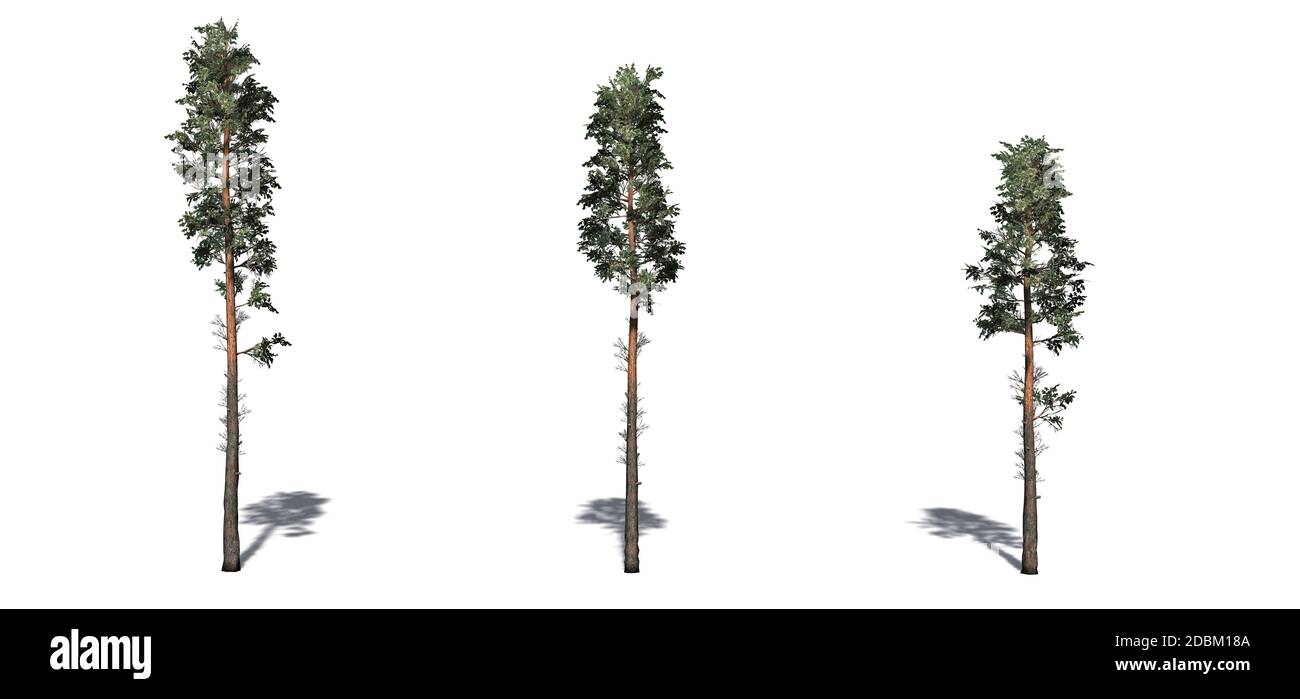 Set of conifer trees - Scots Pine - isolated on a white background ...