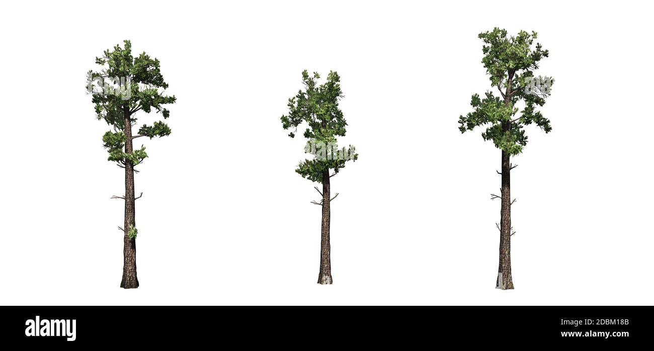 Set of conifer trees - Sample Conifer - isolated on a white background ...