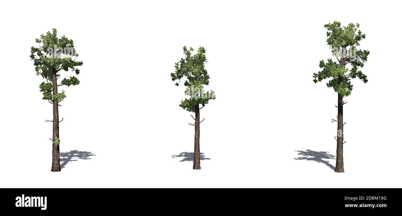 Set of conifer trees - Sample Conifer - isolated on a white background ...