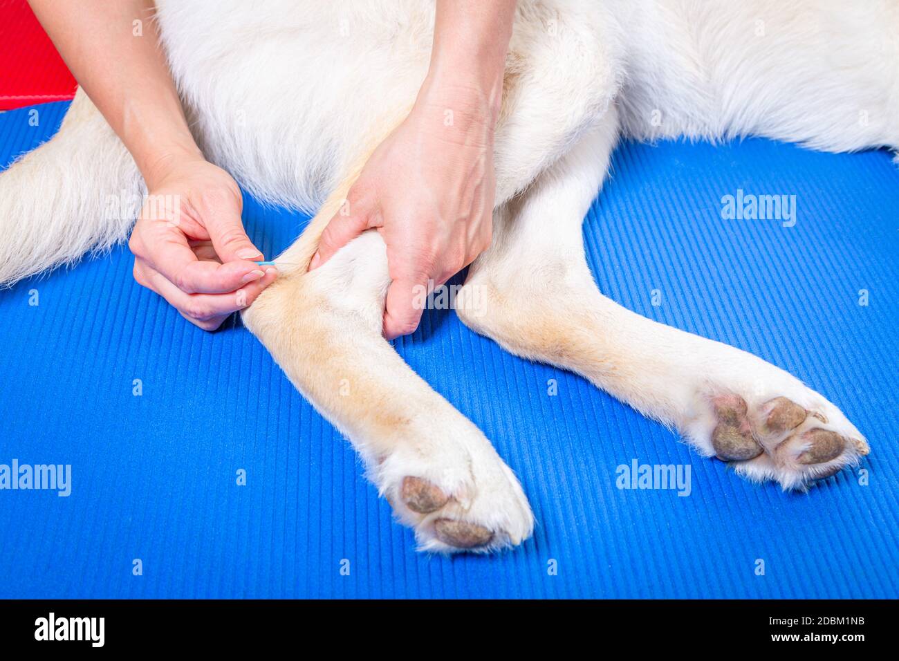 hands with acupuncture needle in detail during a treatment of a dog ...