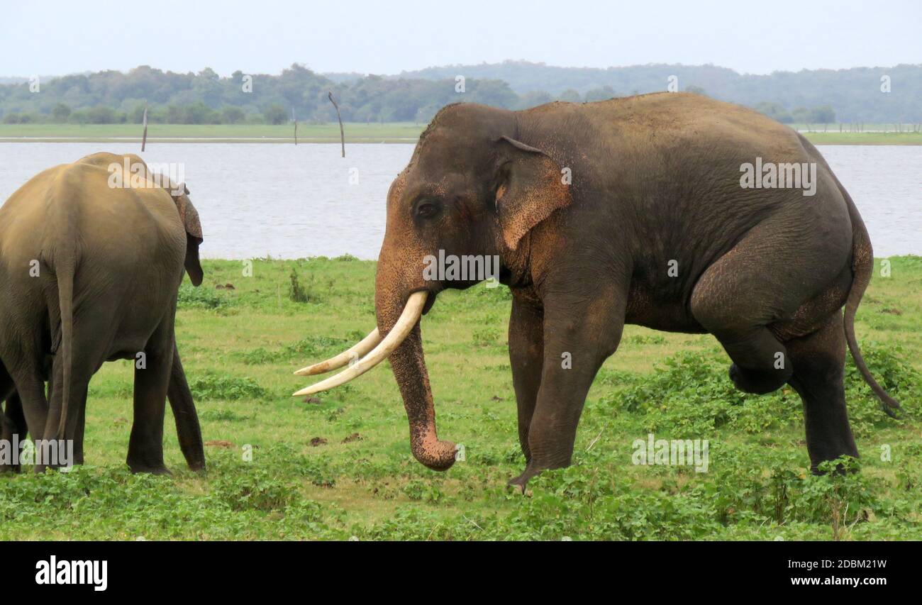 Tusker in musth, scratching its leg. The Sri Lankan elephant is one of ...