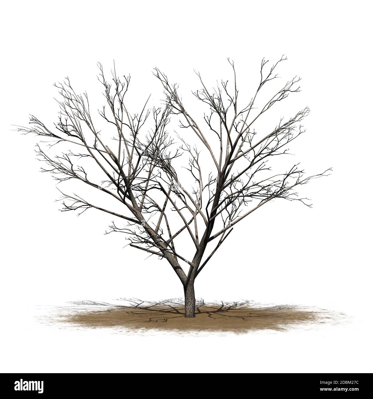 Native Mesquite Tree Art