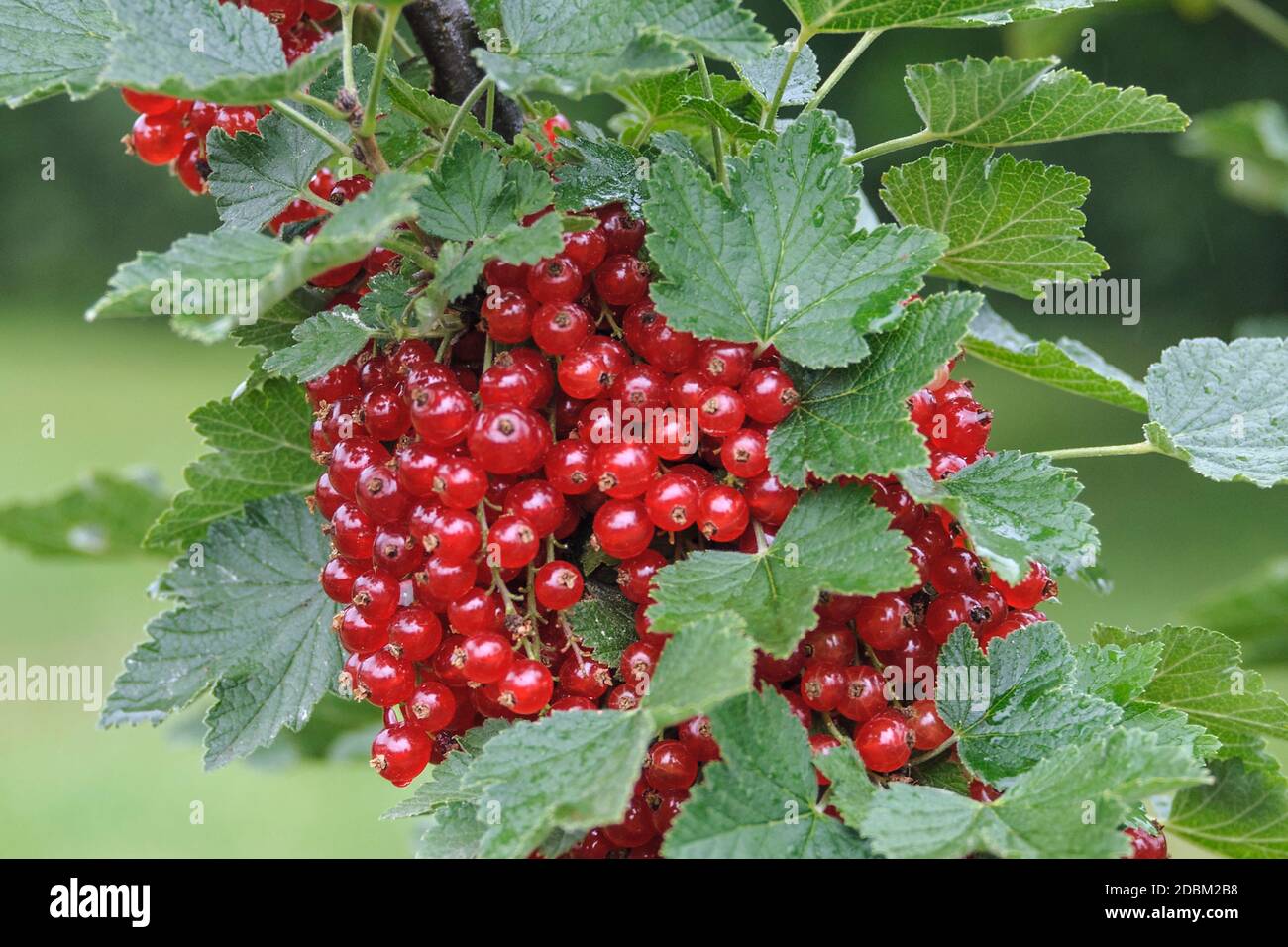 Rote Johannisbeere (Ribes rubrum 'Rondom' Stock Photo - Alamy