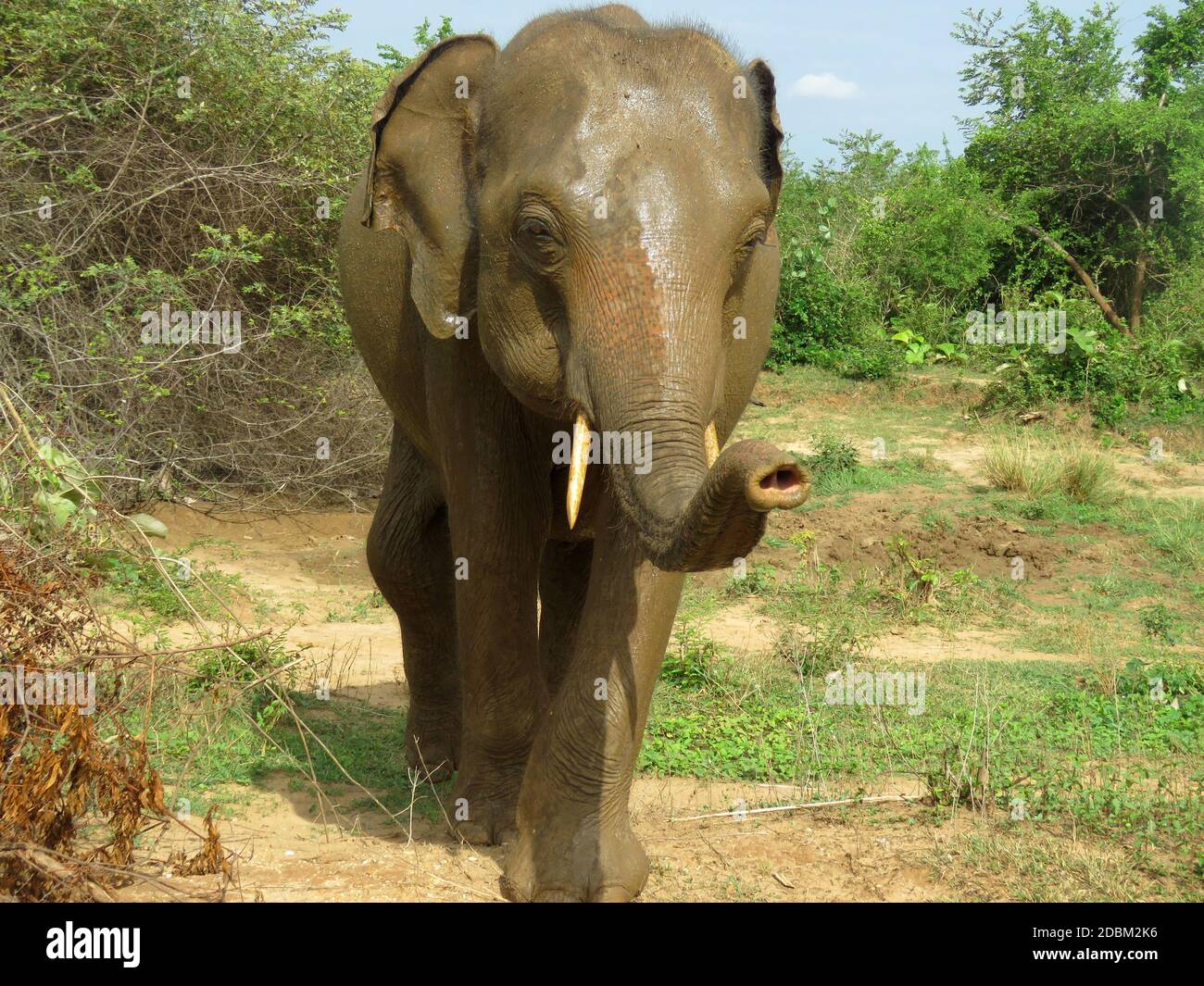 Young tusker after a mud wallow. The Sri Lankan elephant is one of ...