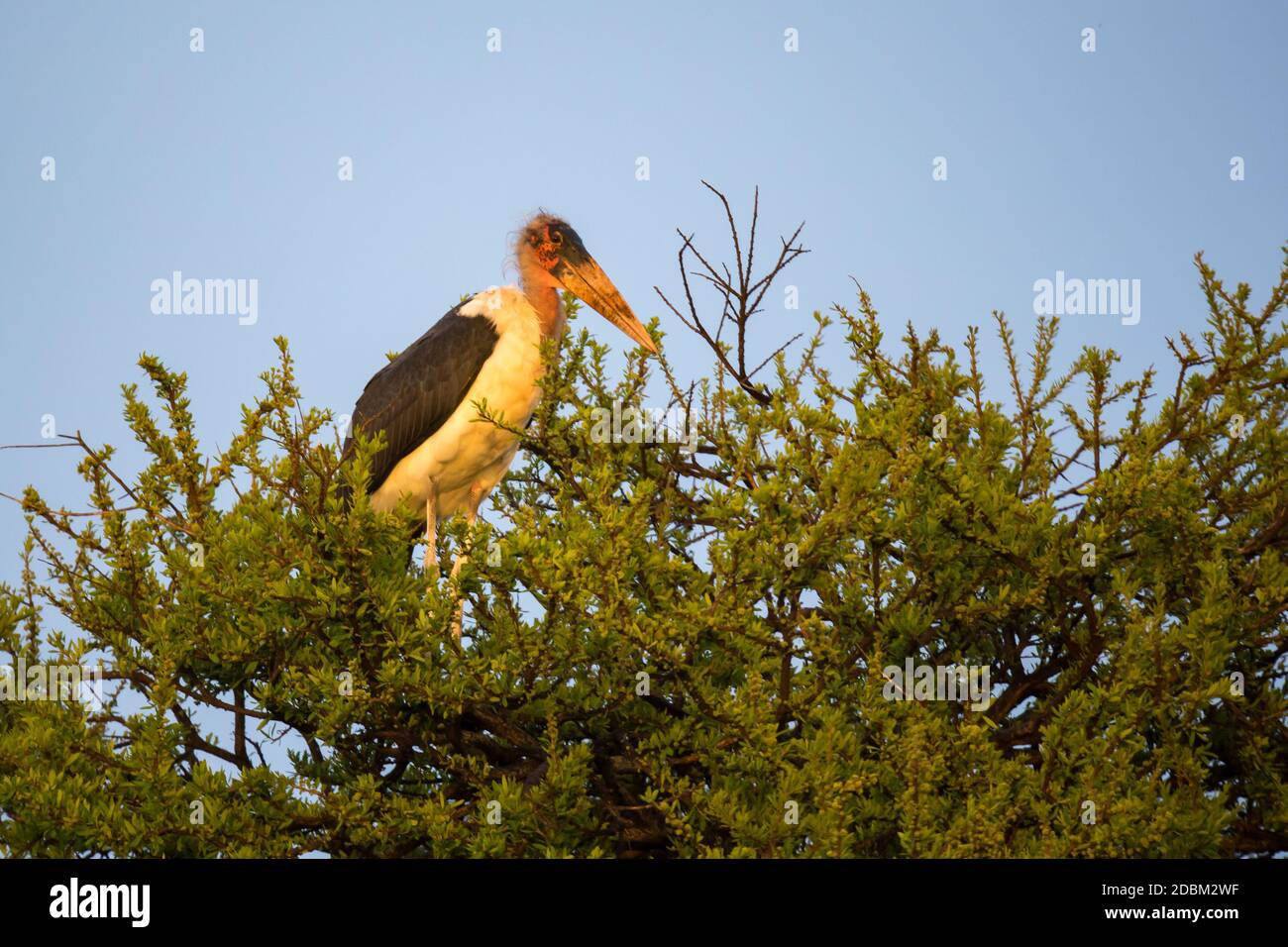 One big bird of prey sits on a branch Stock Photo - Alamy