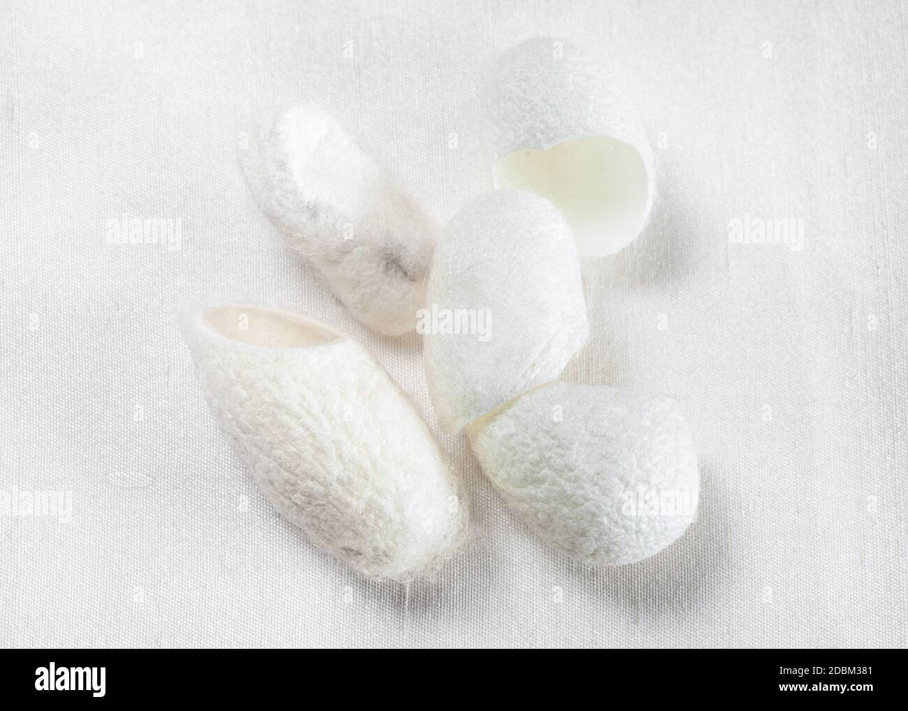 Empty cocoons hi-res stock photography and images - Alamy