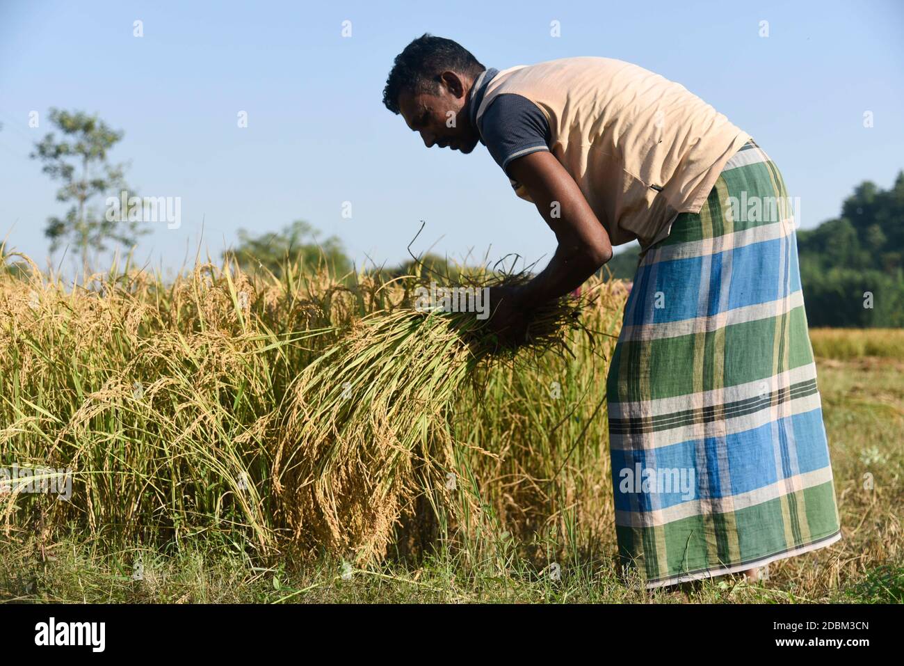 Bongaigaon, Assam, India. 17th Nov, 2020. A farmer harvesting rice ...