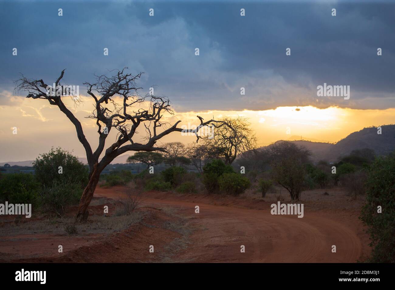 Sundown in the scenery in Kenya, big tree Stock Photo - Alamy