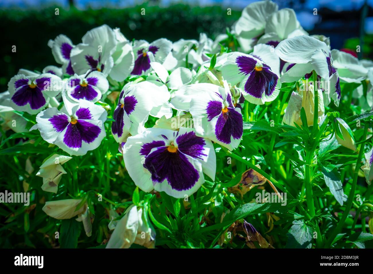 Violets in the Garden Stock Photo - Alamy