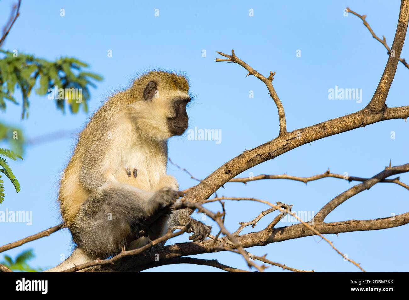 One monkey sits on the branch of a tree Stock Photo - Alamy