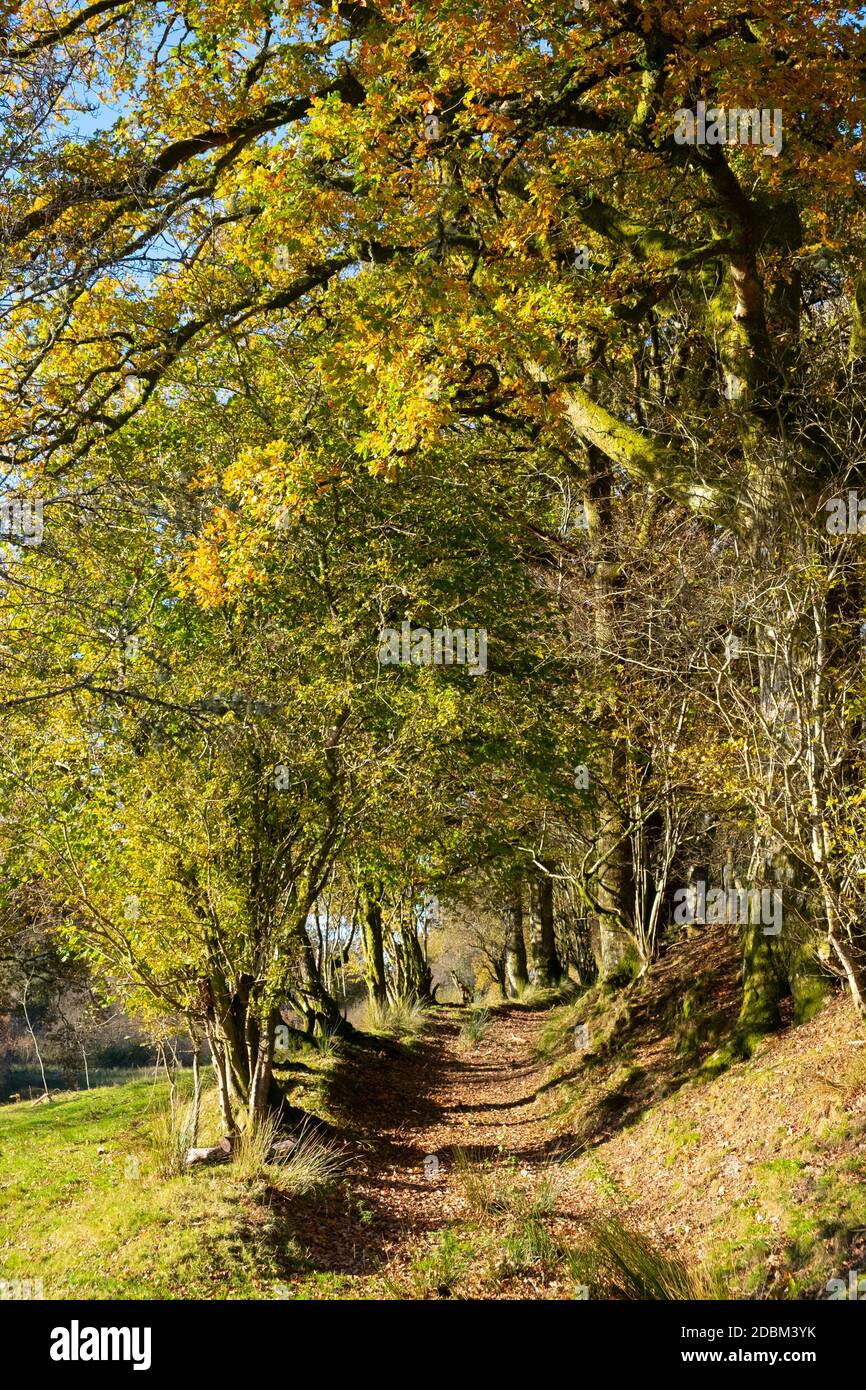 Drover's road hi-res stock photography and images - Alamy