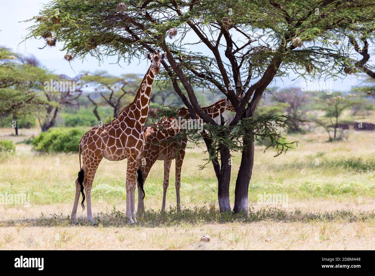 Giraffe Eating Acacia Tree