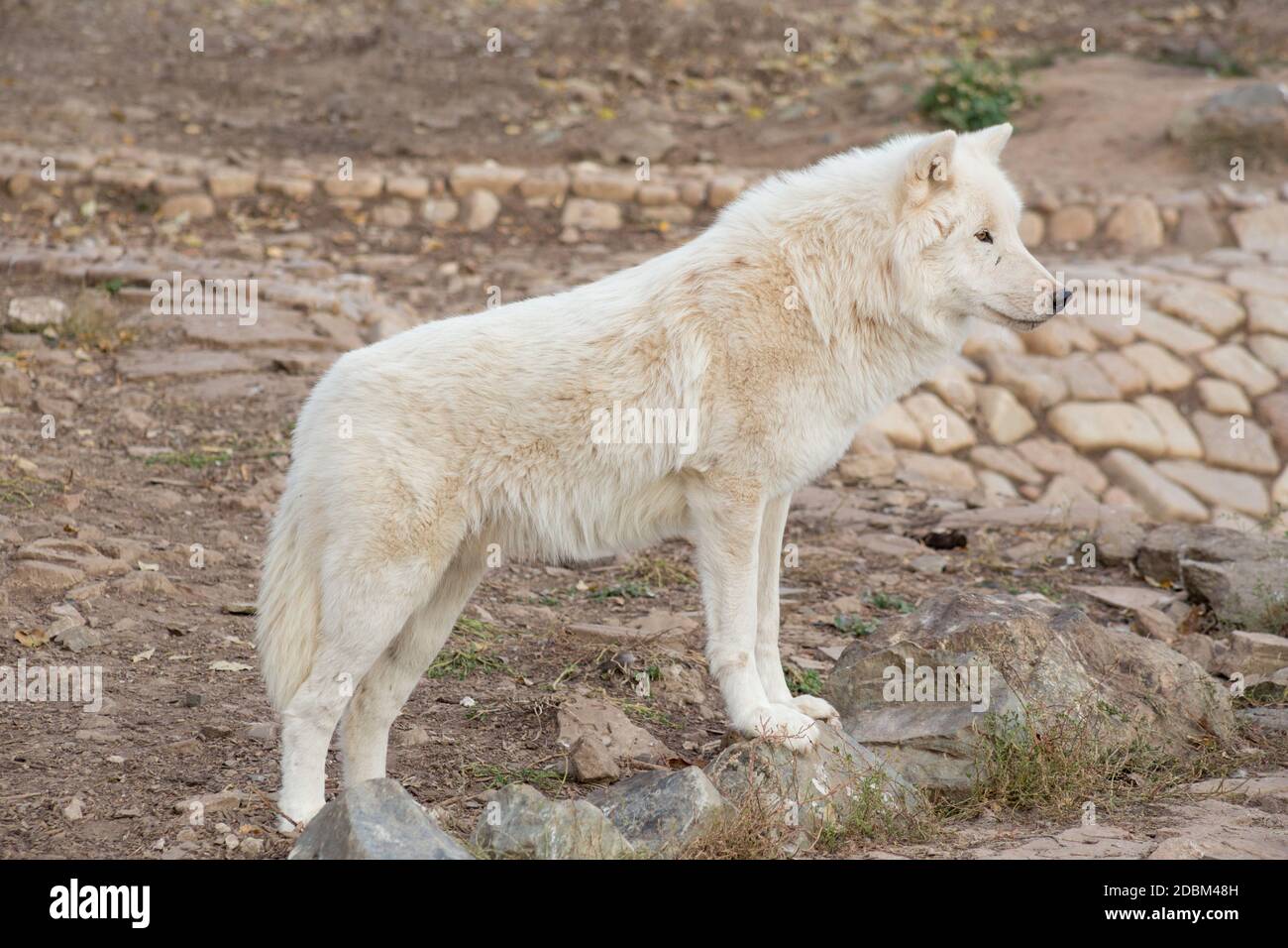 Wild alaskan tundra wolf is standing on the gray rocks. Canis lupus ...