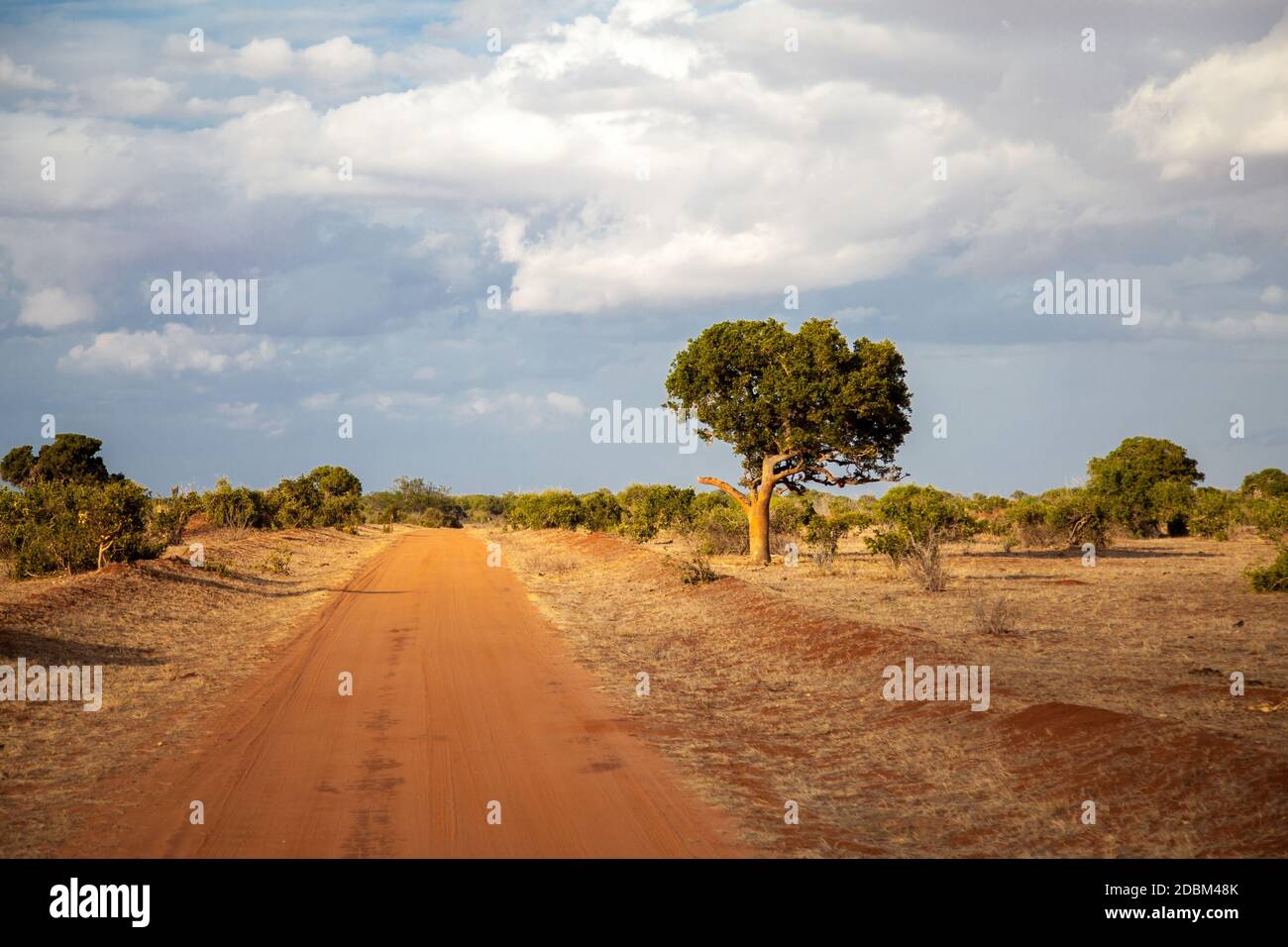 Red soil road, trees by the way, Kenyan scenery Stock Photo - Alamy