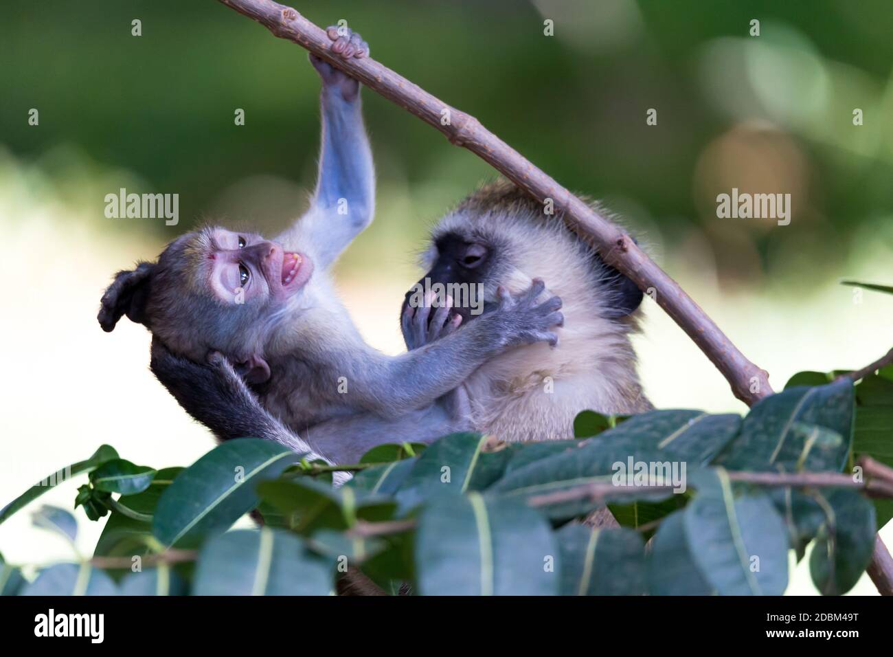 The monkeys play together on a tree Stock Photo - Alamy