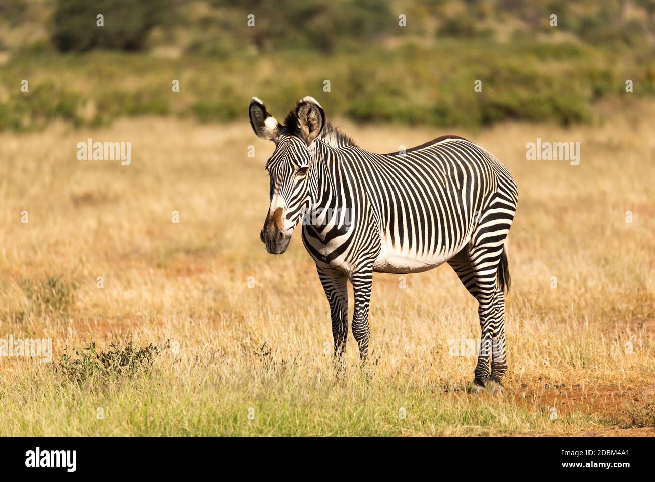 The Grevy Zebra is grazing in the countryside of Samburu in Kenya Stock ...