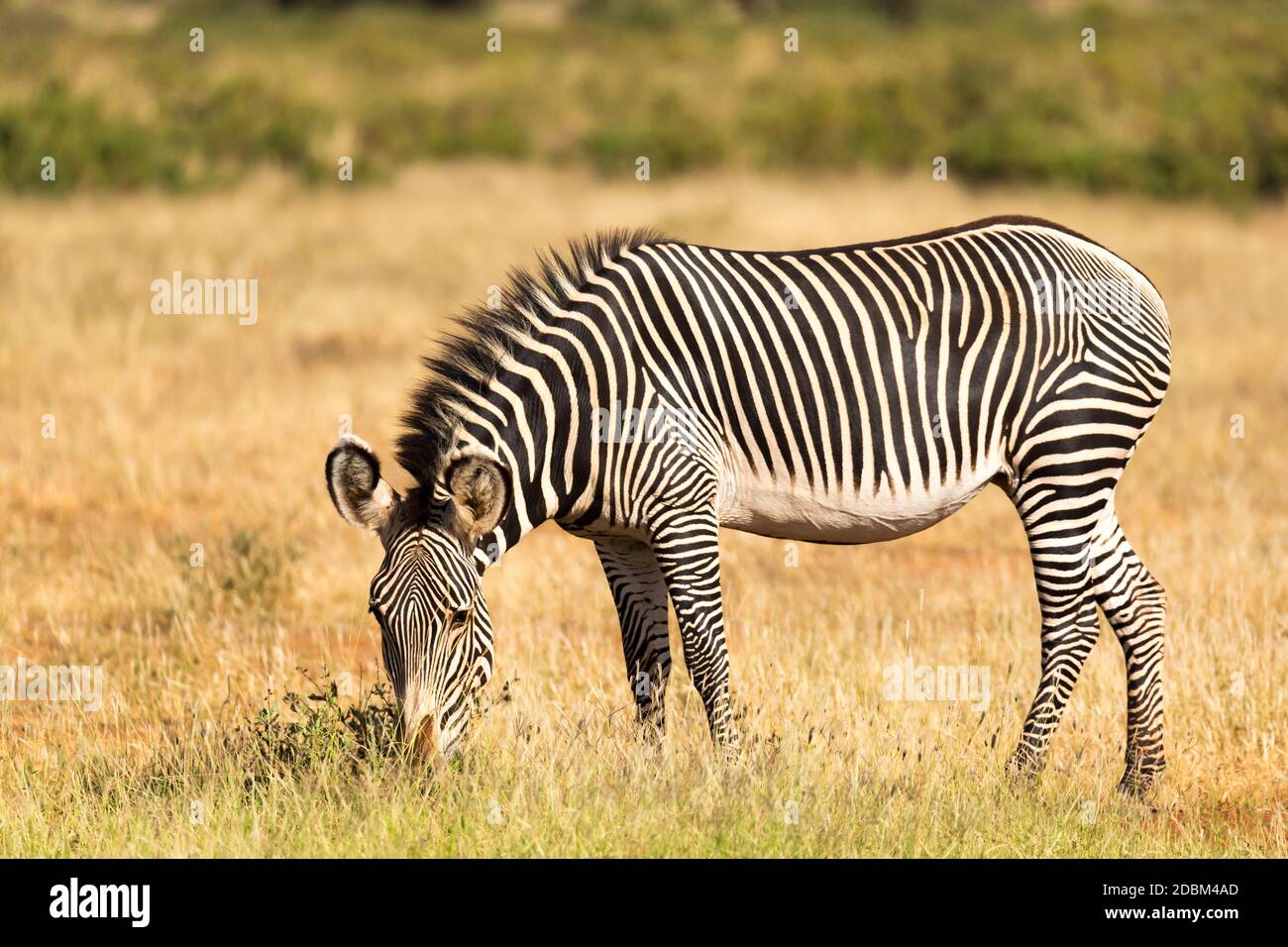 The Grevy Zebra is grazing in the countryside of Samburu in Kenya Stock ...