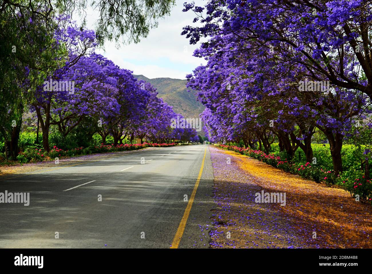 Jacaranda Avenue Wallpaper 1,003 Jacaranda Street Stock Photos,