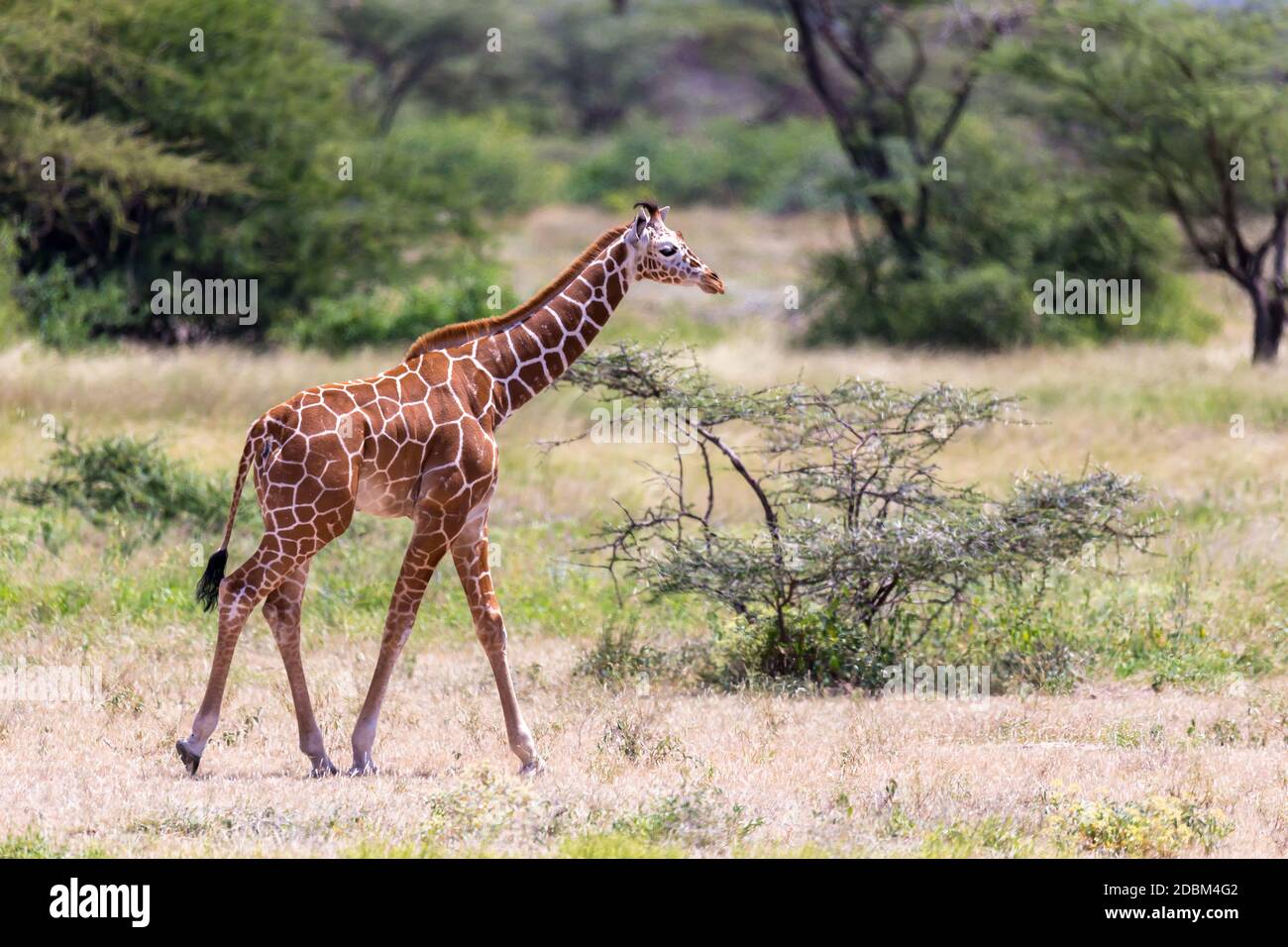 One giraffe walk through the savannah between the plants Stock Photo ...