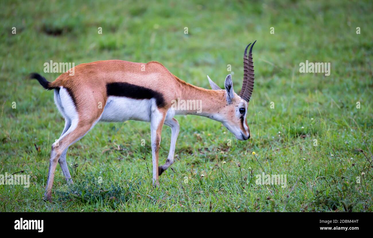 A Thomson's Gazelle in the grass landscape of the savannah in Kenya ...
