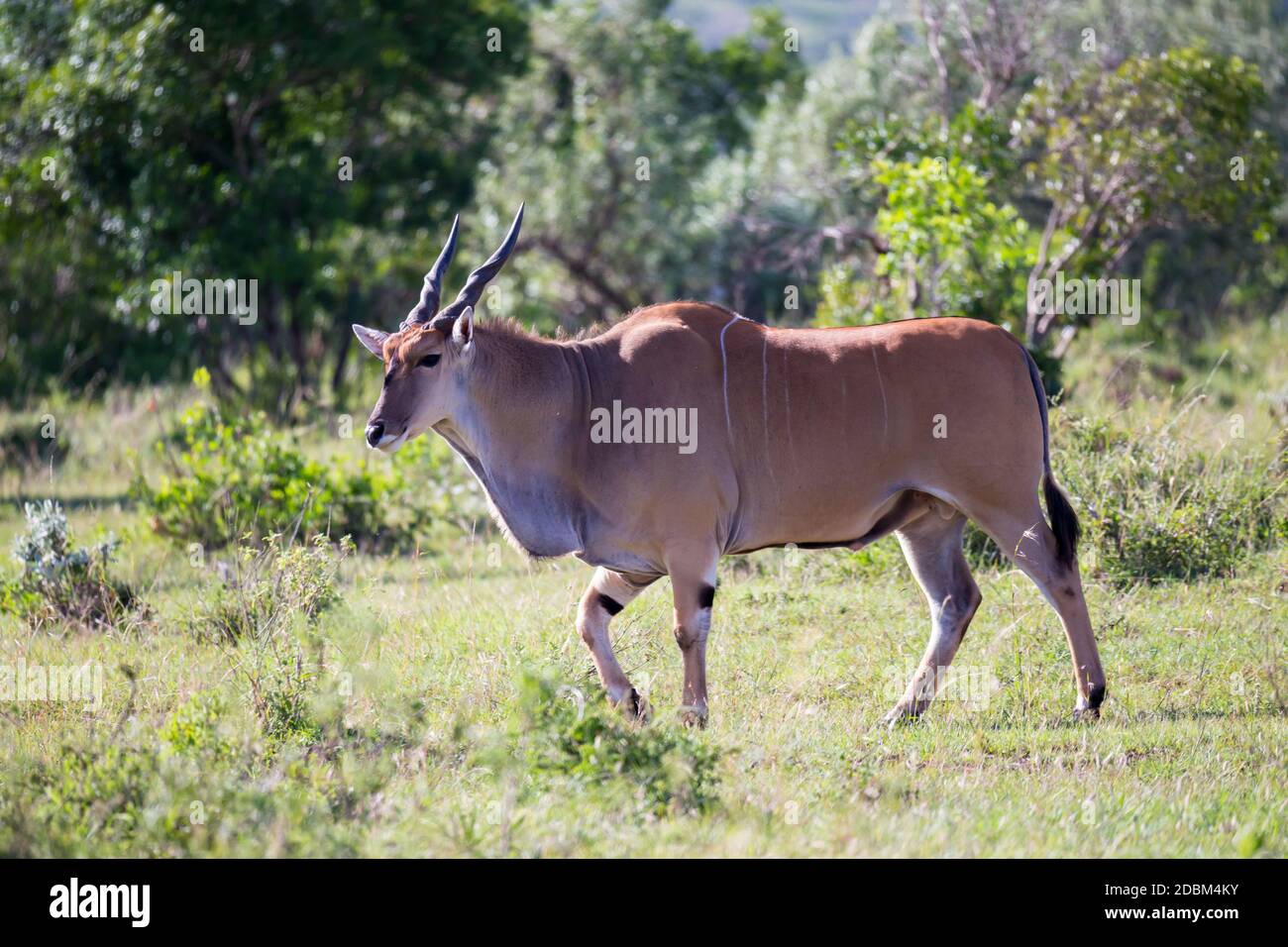 The antelopes in the grass landscape of Kenya Stock Photo - Alamy