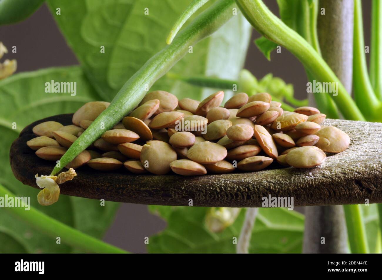 Dried bean pod plant hi-res stock photography and images - Alamy