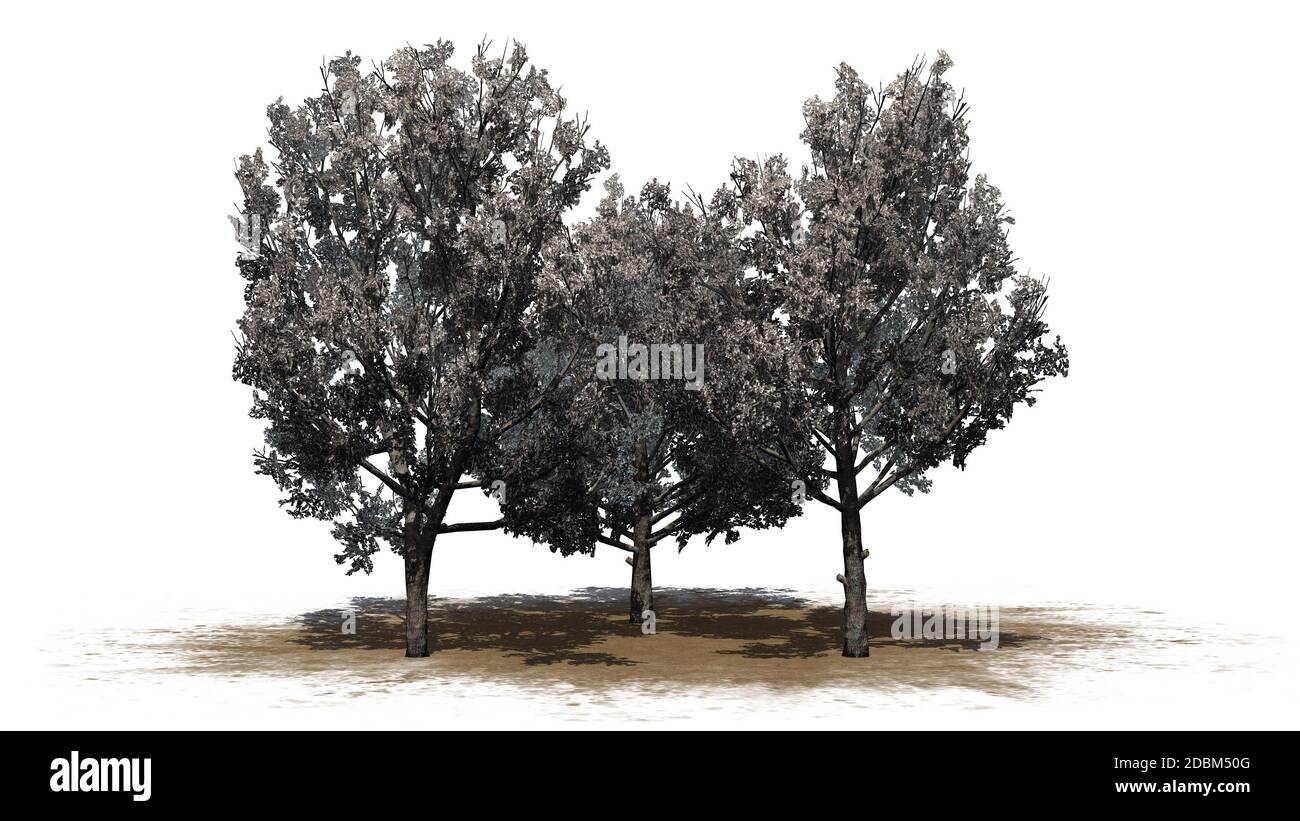 Pear tree in autumn Cut Out Stock Images & Pictures - Alamy