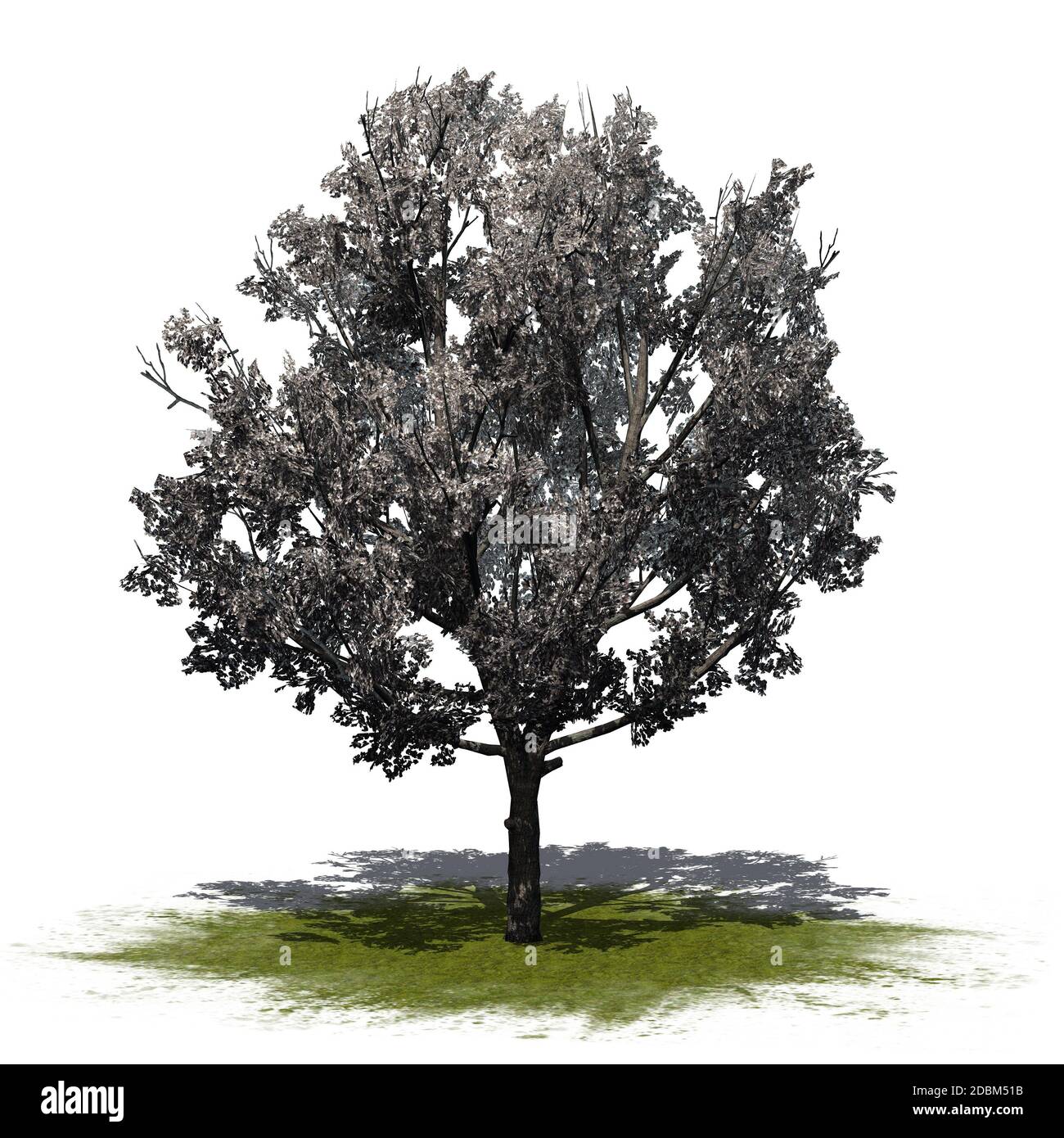 Bradford Pear Tree in the spring on a green area - isolated on white ...