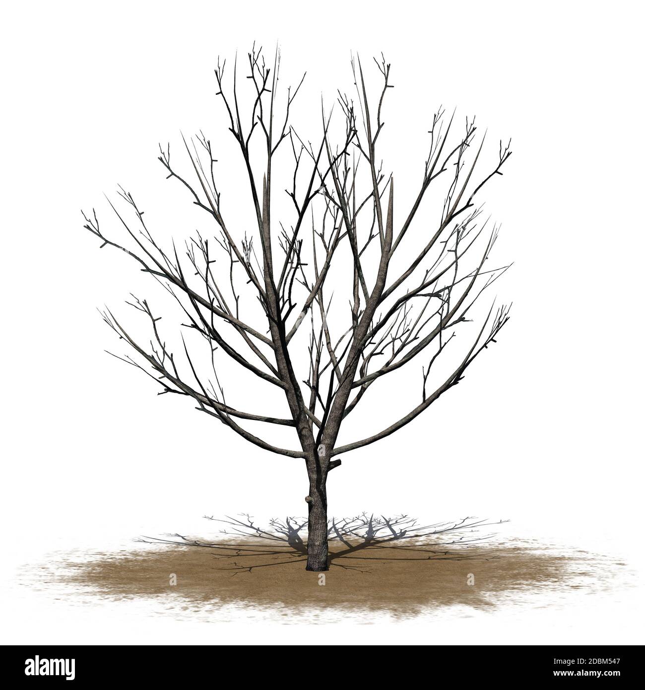 Bradford Pear Tree in the winter on a sand area - isolated on white ...