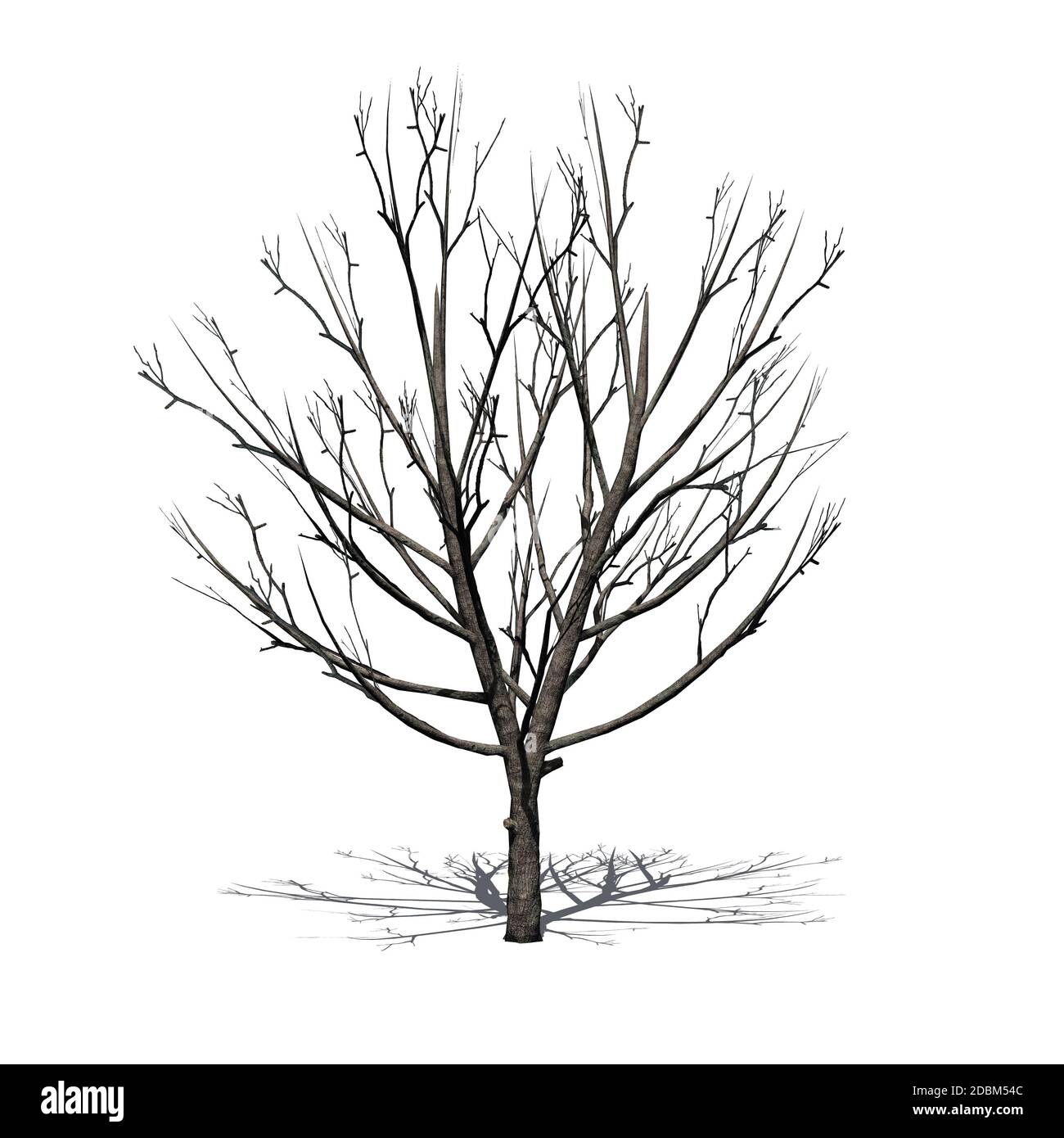 Bradford Pear Tree in the winter with shadow on the floor - isolated on ...