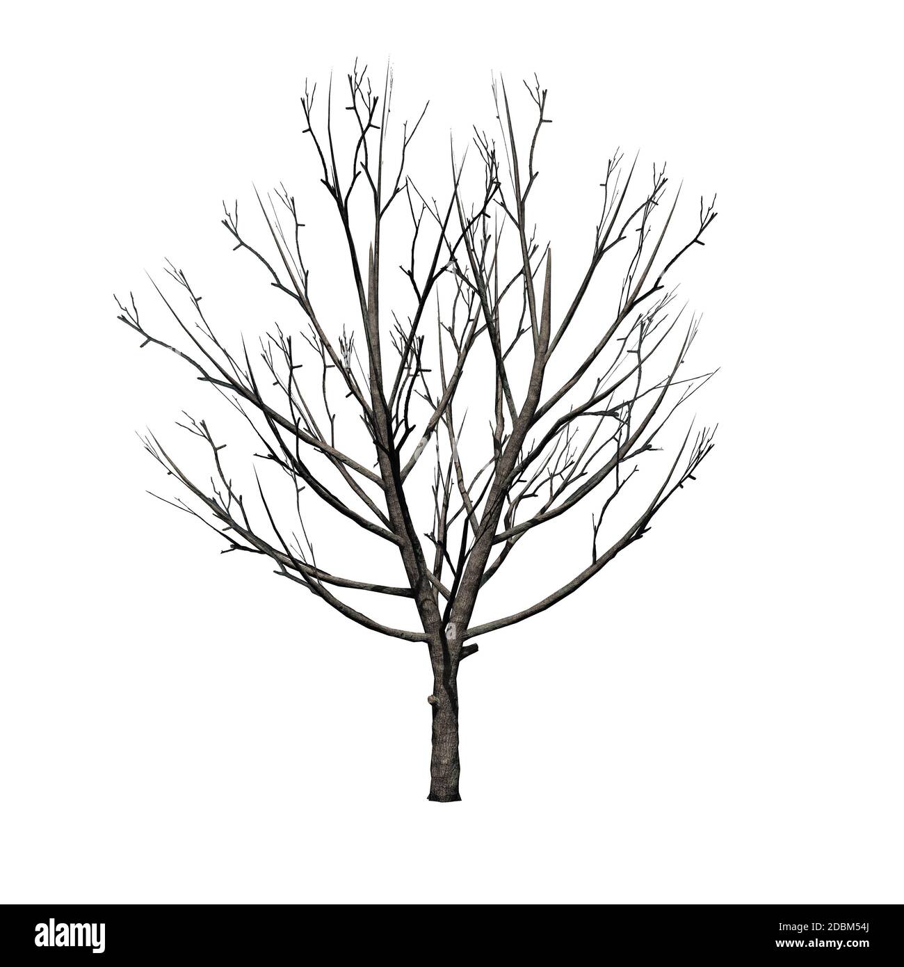 Ornamental Pear Tree Winter