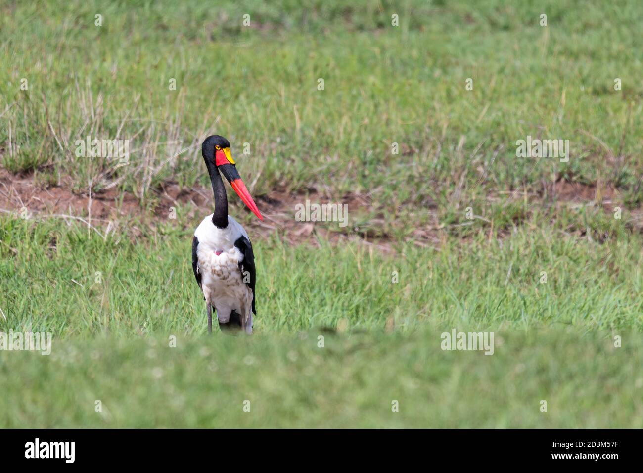 One stork with black red golden beak is standing in the grass Stock ...