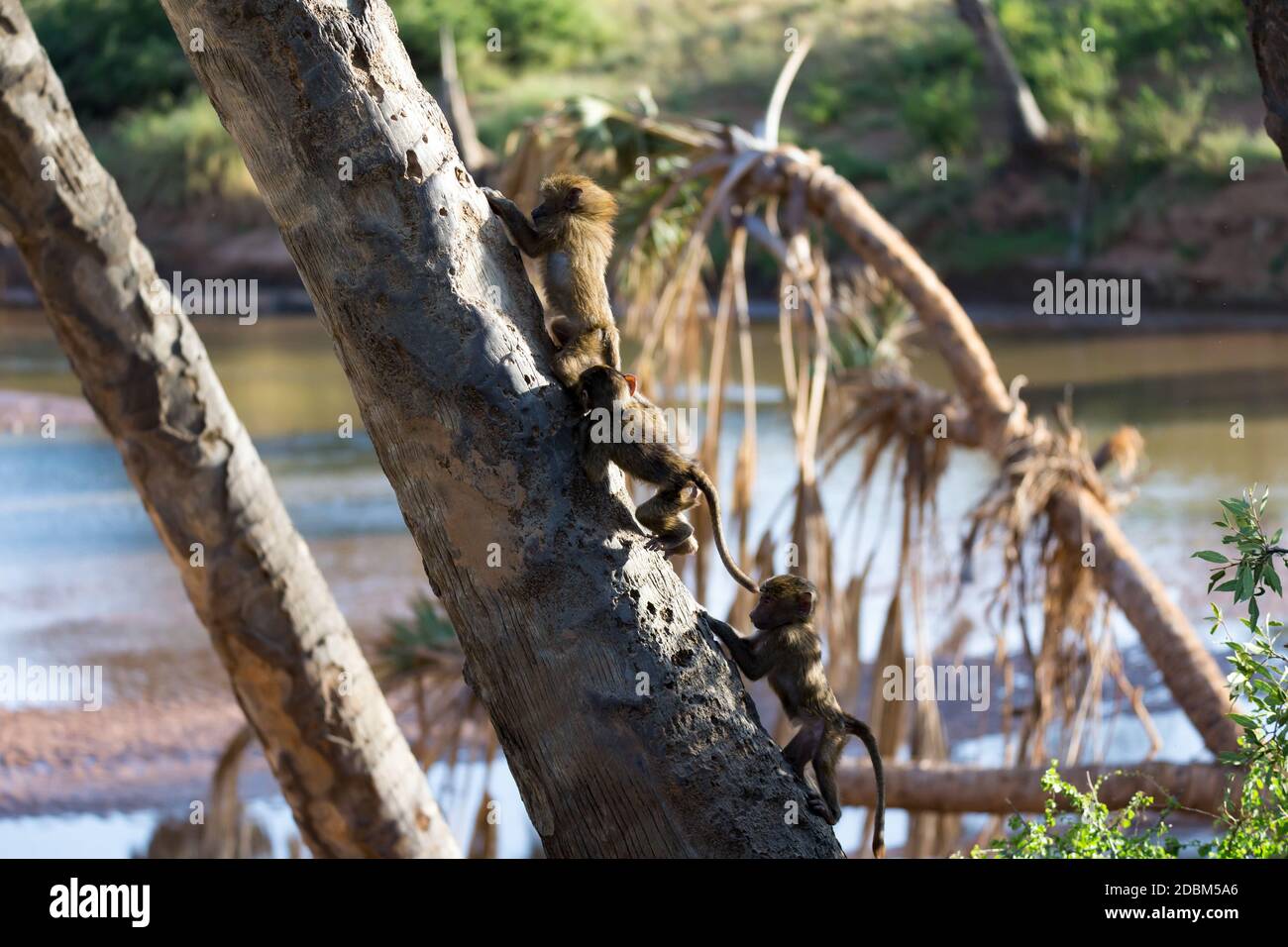 The little monkey is playing on a tree branch Stock Photo - Alamy