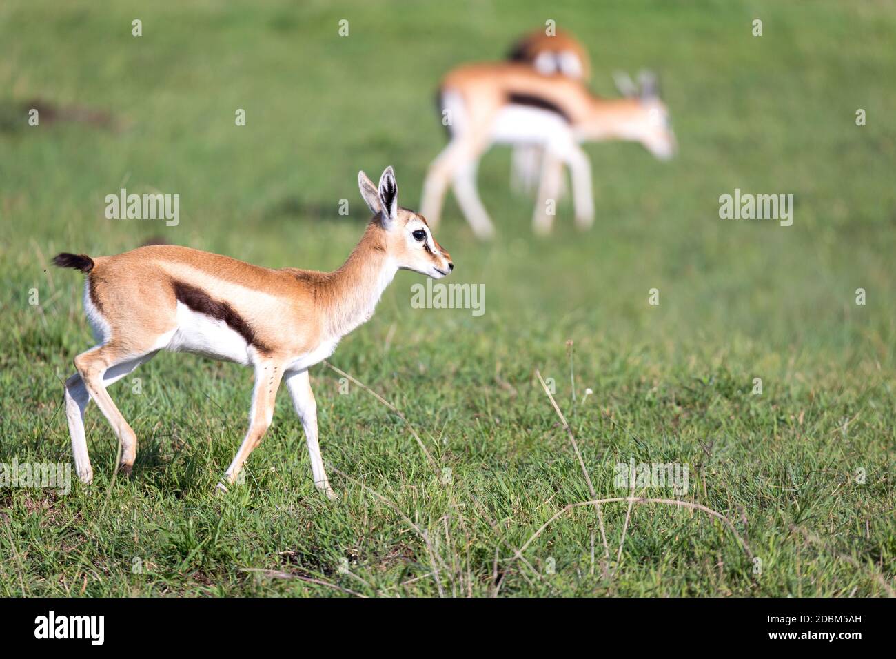 The Thomson gazelles in the middle of a grassy landscape in the Kenyan ...