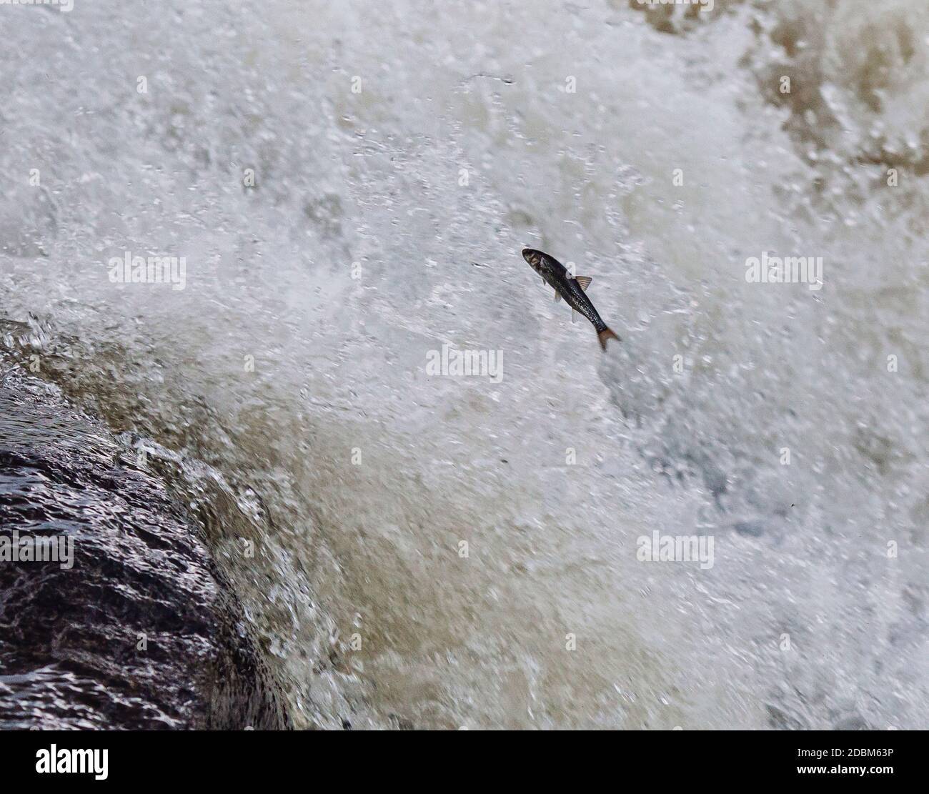 Horizontal upstream close up hi-res stock photography and images - Alamy