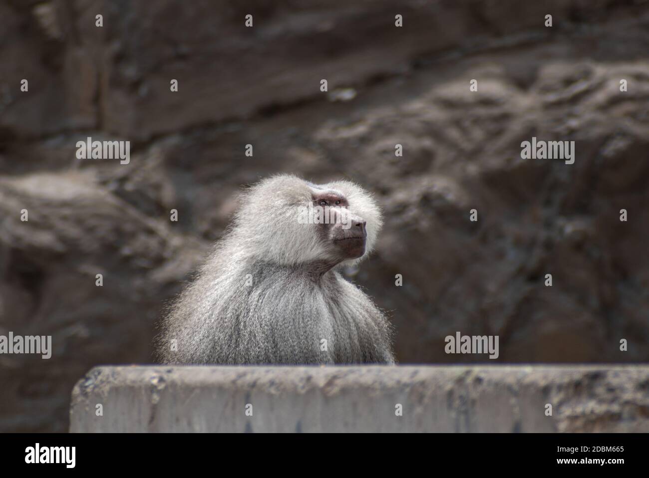 Animals photos hi-res stock photography and images - Alamy