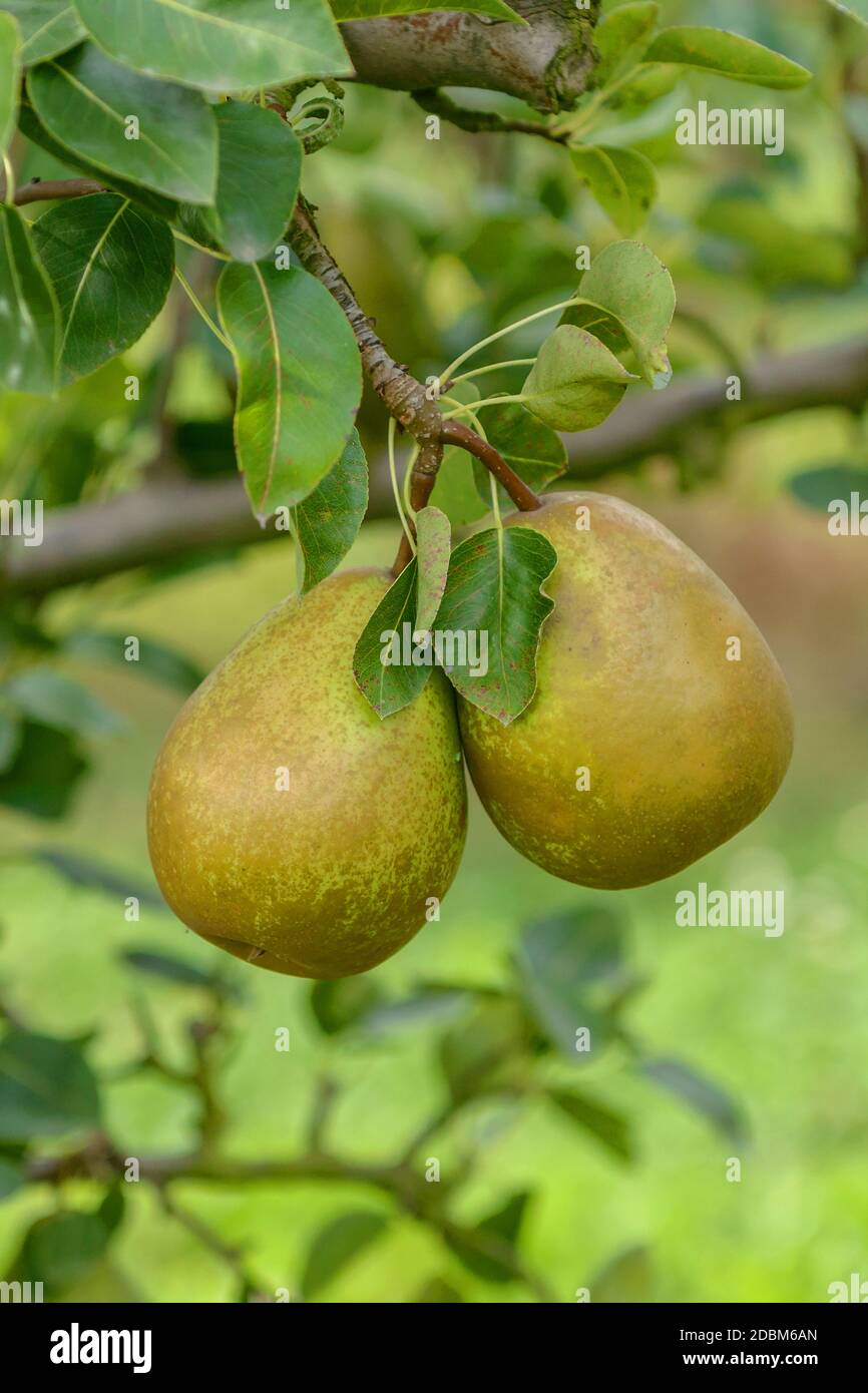 Kultur birne hi-res stock photography and images - Alamy