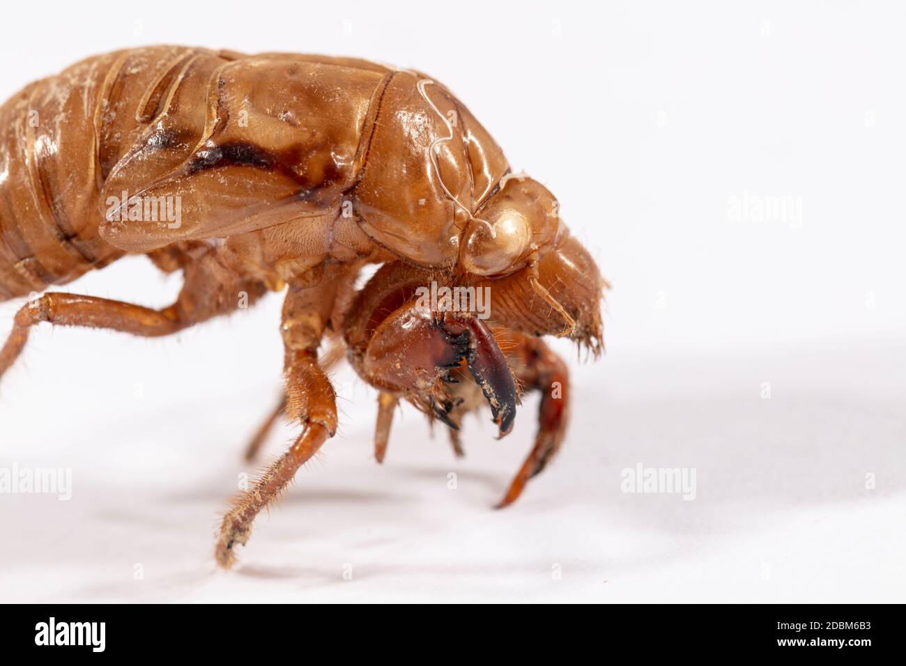 Close up view of a brown dead Cicada on a white background Stock Photo ...